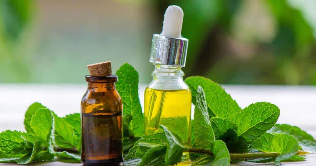 The 10 Best Fragrance Oils For Diffusers - Best Home Aroma