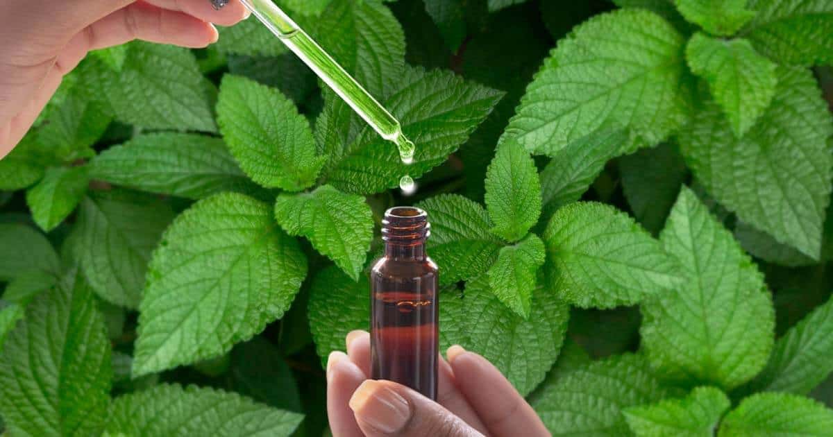 5 Best Peppermint Essential Oils For Home - Best Home Aroma