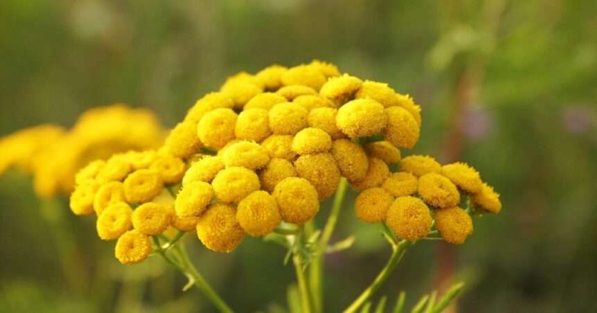 7 Best Blue Tansy Essential Oils For A Fresh And Clean Home - Best Home ...